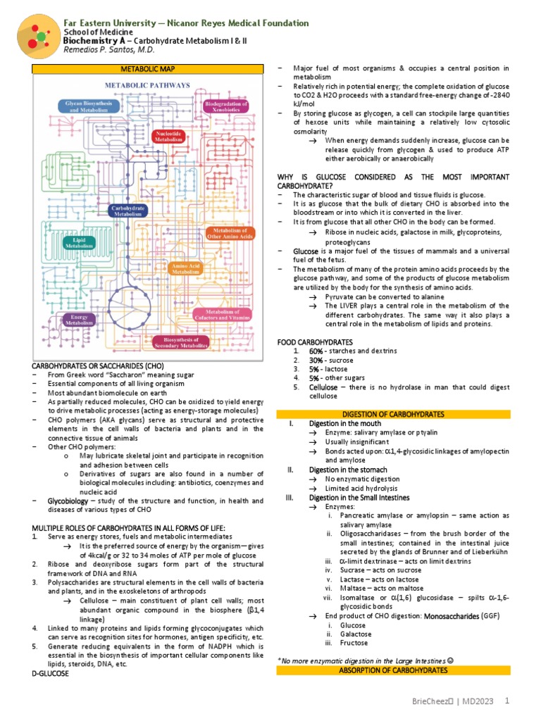 (NOTES) Carbohydrates Metabolism | PDF | Glycolysis | Cellular Respiration