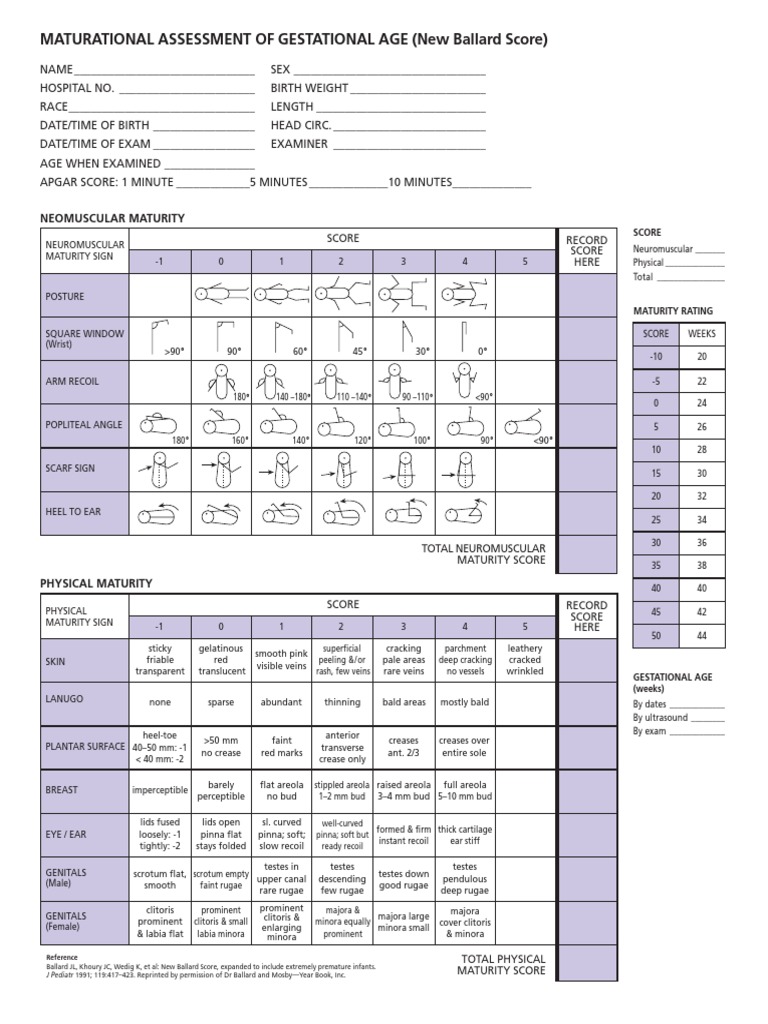 Ballard Score | Download Free PDF | Labia | Clitoris