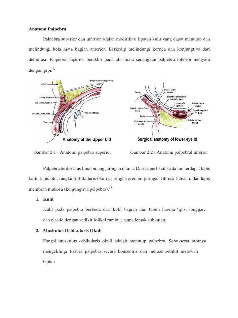 Anatomi Palpebra | PDF