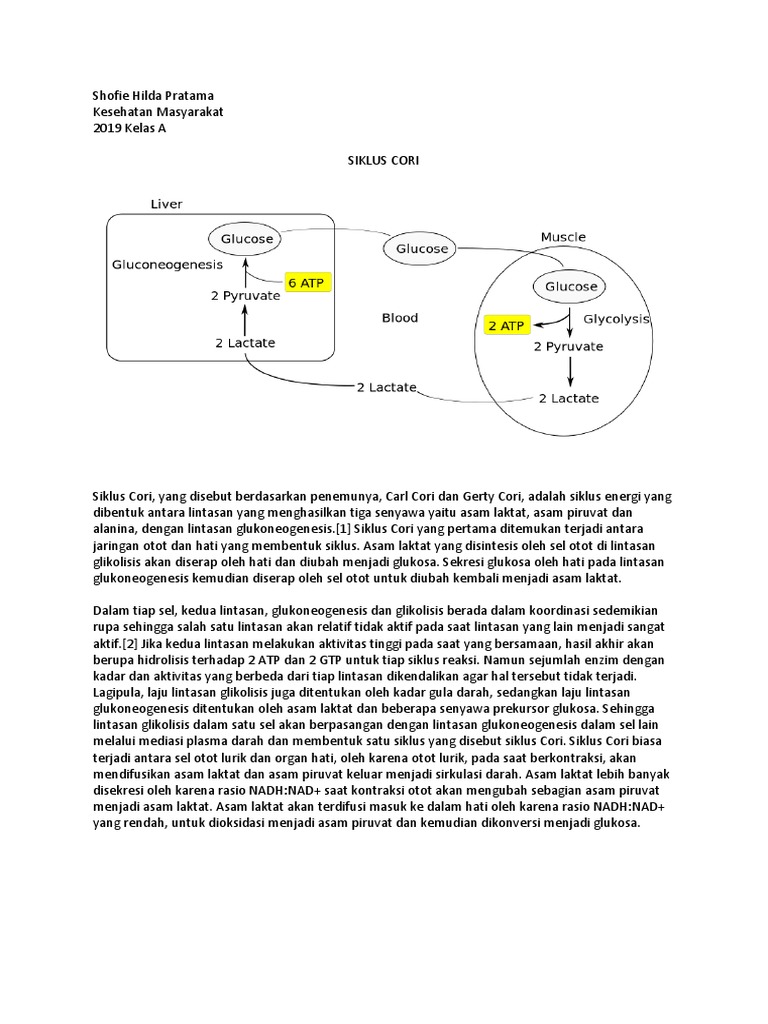 Siklus Cori | PDF