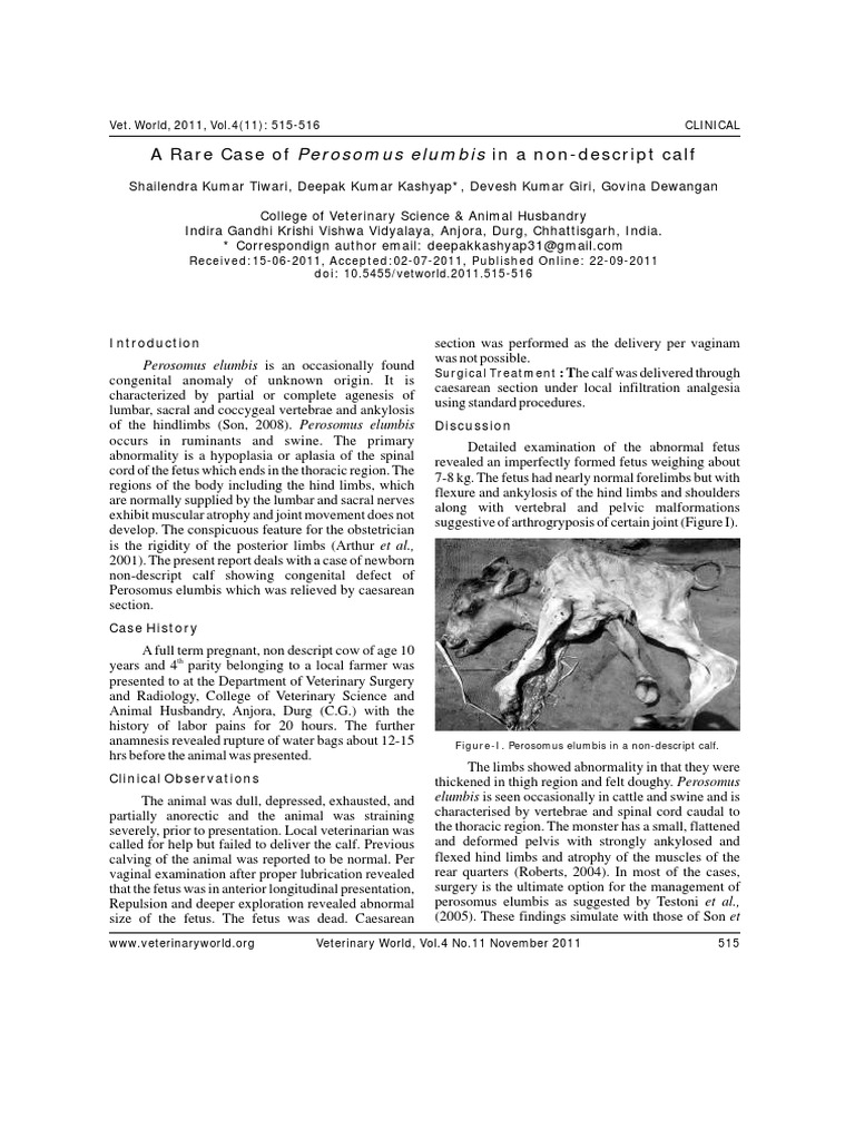 Ecase of Perosomus Elumbis in Non-Descript Calf | PDF | Vertebral ...