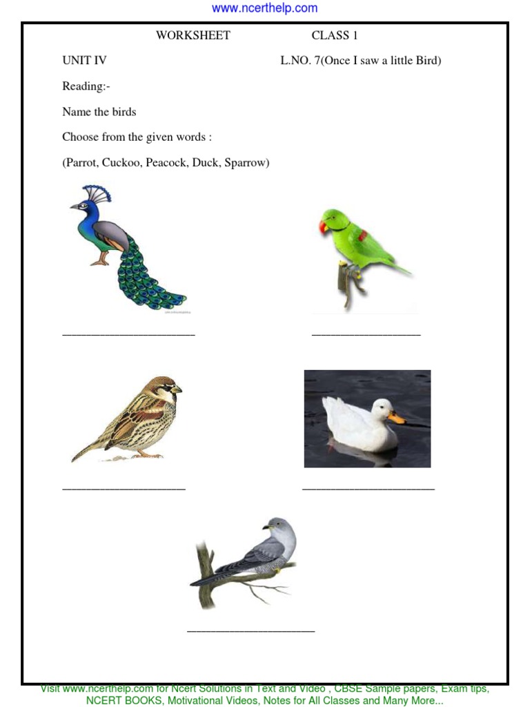 Reading Test For Class 1 English PDF | PDF | Birds | Leisure