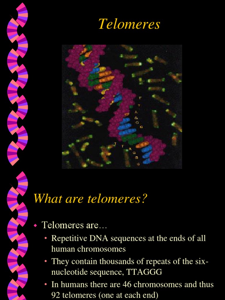 Telomeres | PDF | Telomere | Gerontology