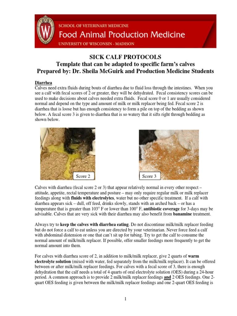 Calf Protocols Ver4 | PDF | Calf | Diarrhea