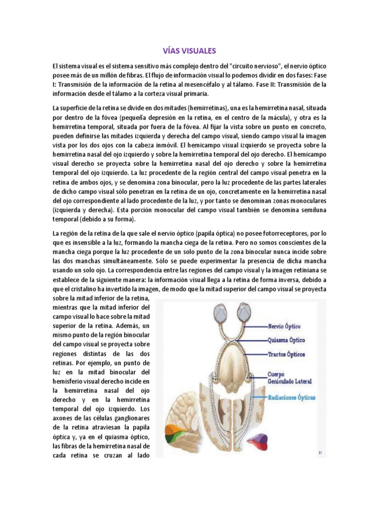 Vías Visuales | PDF | Percepción visual | Ojo humano