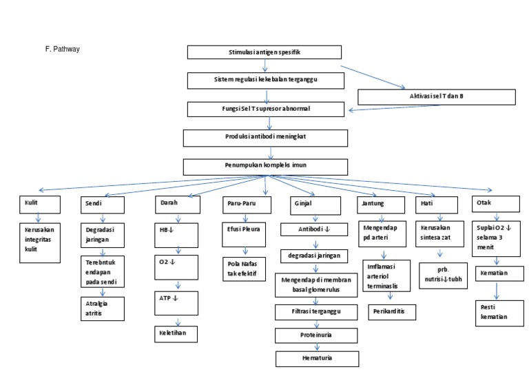 Pathway SLE | PDF