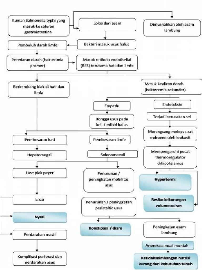 Pathway Typhoid