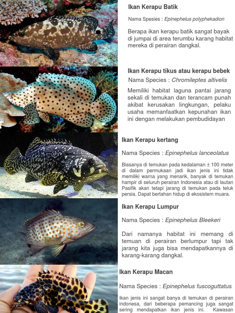 Jenis Ikan Kerapu