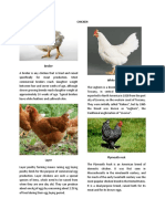 Different Types of Philippine Native Chicken | PDF | Chicken | Agriculture