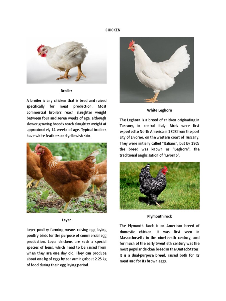 CHICKEN | PDF | Chicken | Broiler