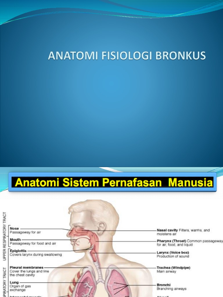 Anatomi Fisiologi Bronkus | PDF