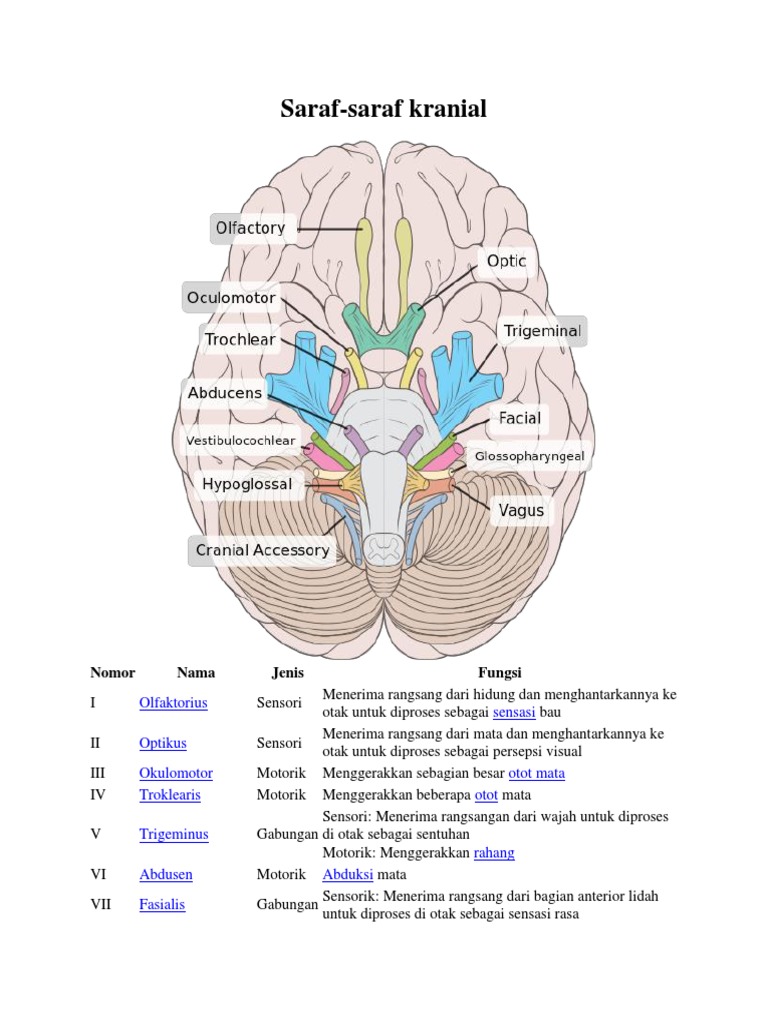 31 Saraf Spinalis | PDF