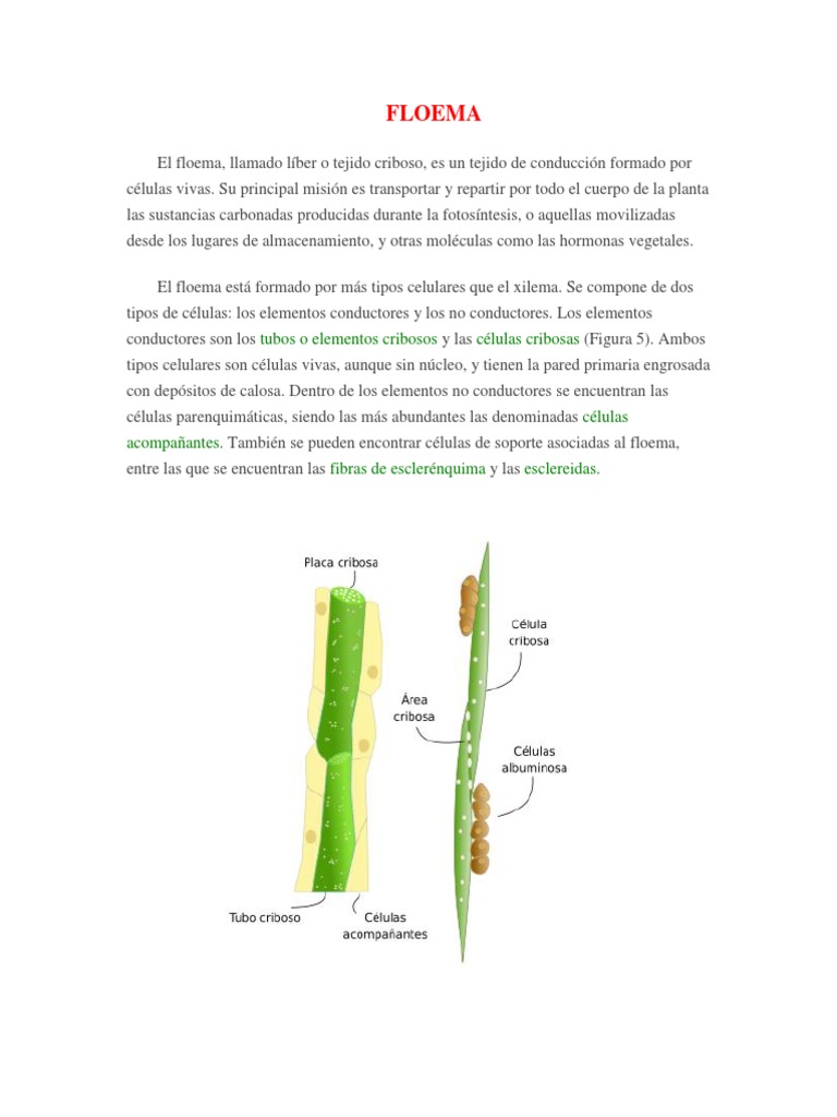 FLOEMA | PDF | Fisiología | Organismos
