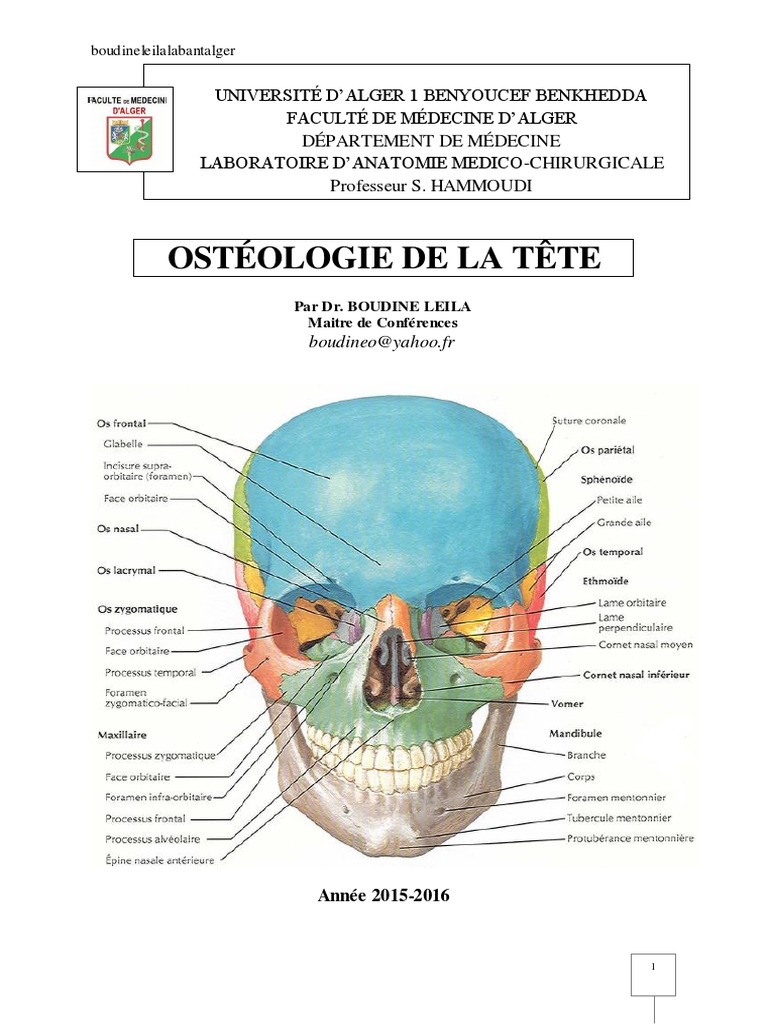 Anatomie de la Crête Orbito-Nasale | PDF | Tête et cou chez l'humain ...