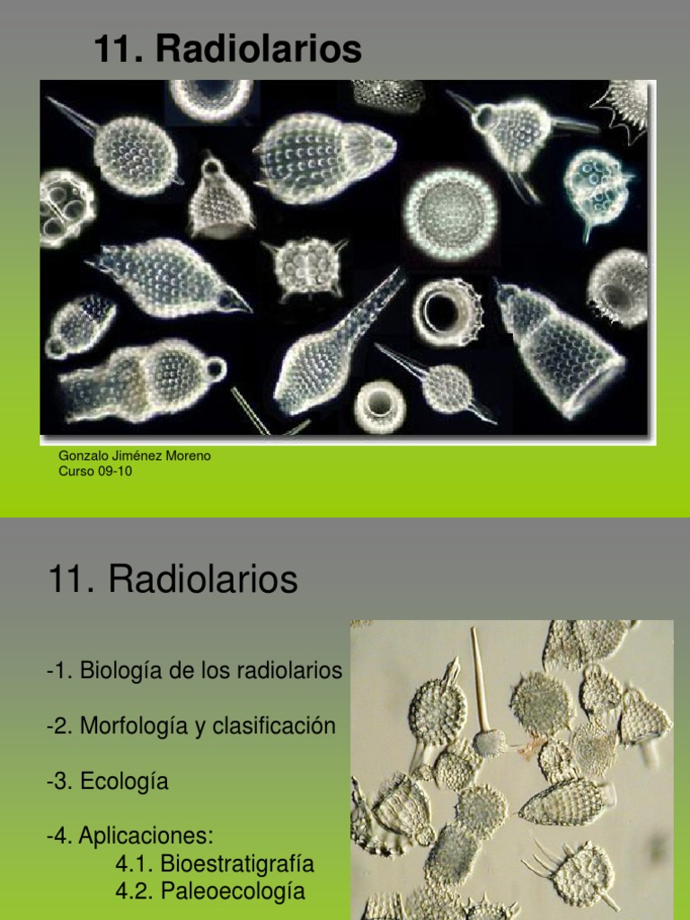 11 Radiolarios | PDF | Organismos | Biología