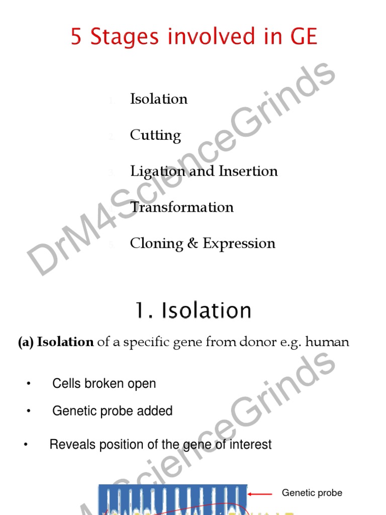 Gene Cloning and Recombinant DNA Process | PDF