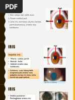 Tes Seidel & Flurosein | PDF