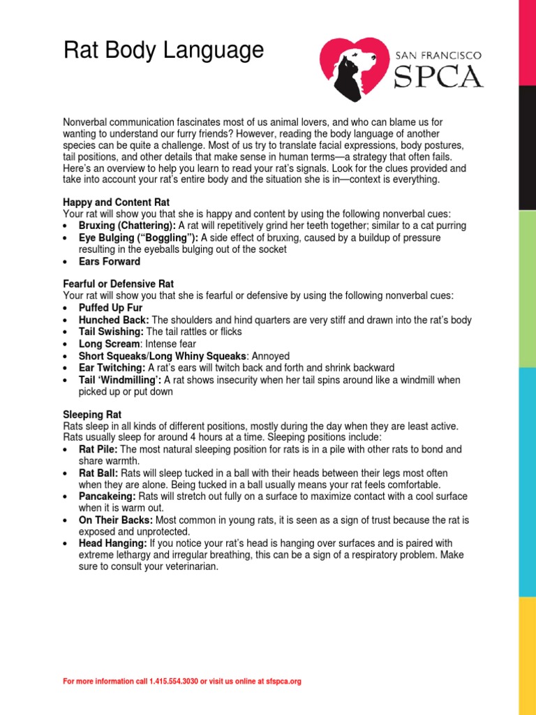 Rat Body Language | PDF | Body Language | Rat