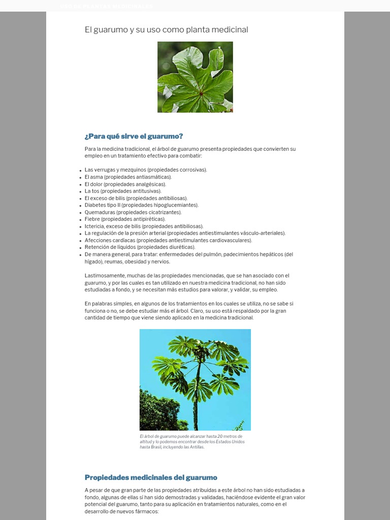 El Guarumo y Su Uso Como Planta Medicinal | PDF | Especialidades ...