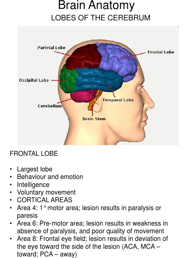 Brain Anatomy | PDF | Brainstem | Cerebellum