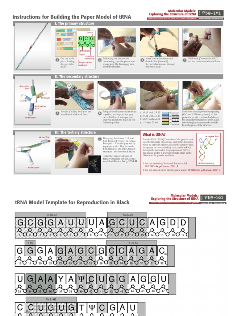 Trna Model PDF | PDF | Biomolecular Structure | Translation (Biology)