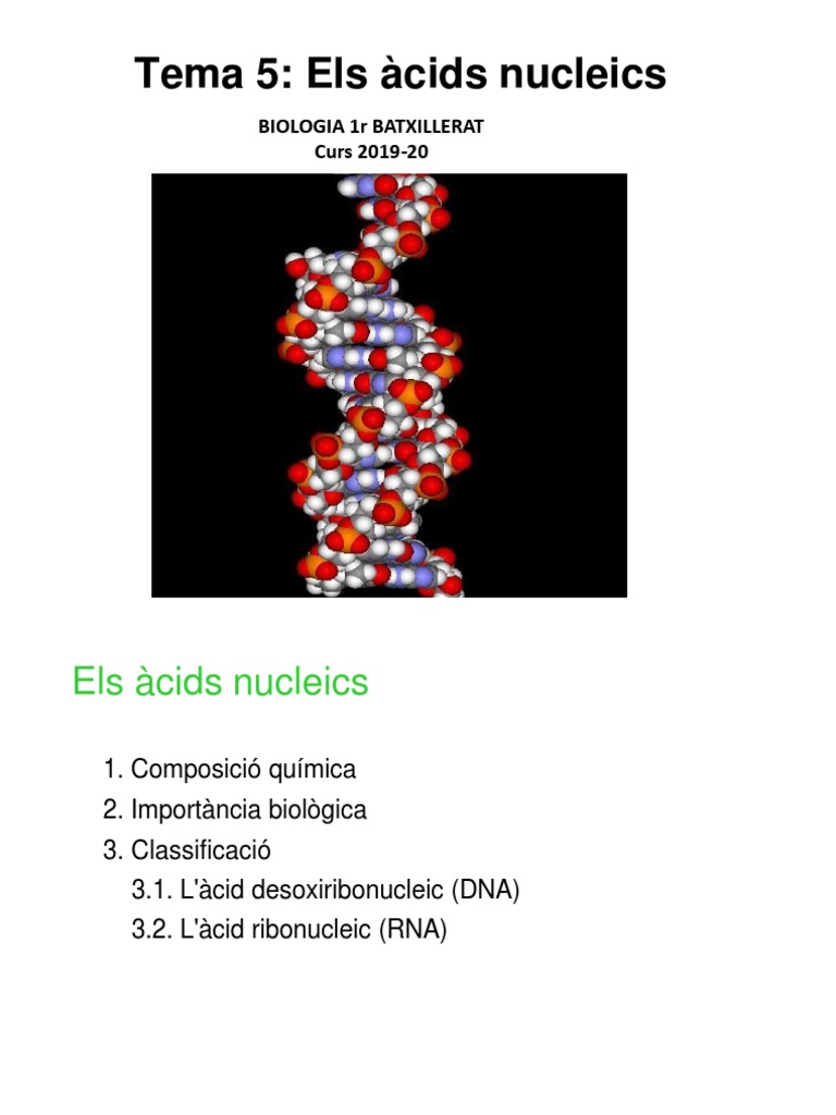 Àcids Nucleics | PDF