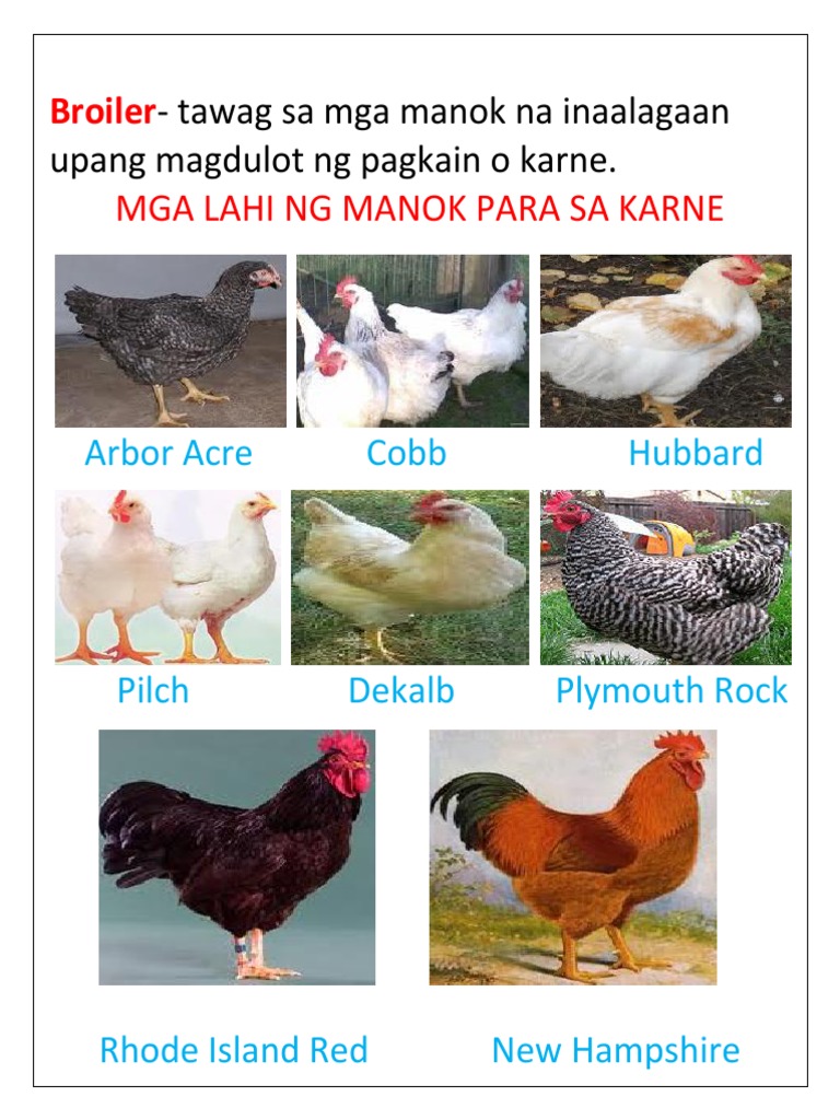 Epp Mga Uri NG Manok | PDF