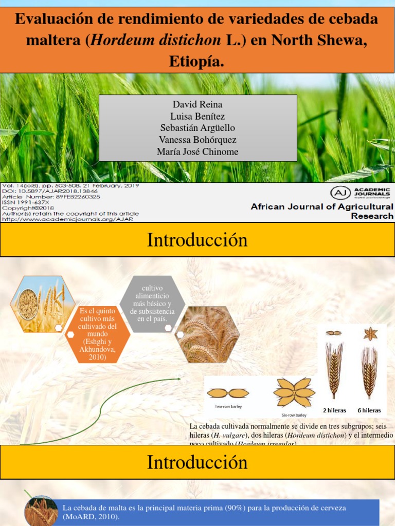 Exposición Cebada | PDF | Cebada | Naturaleza