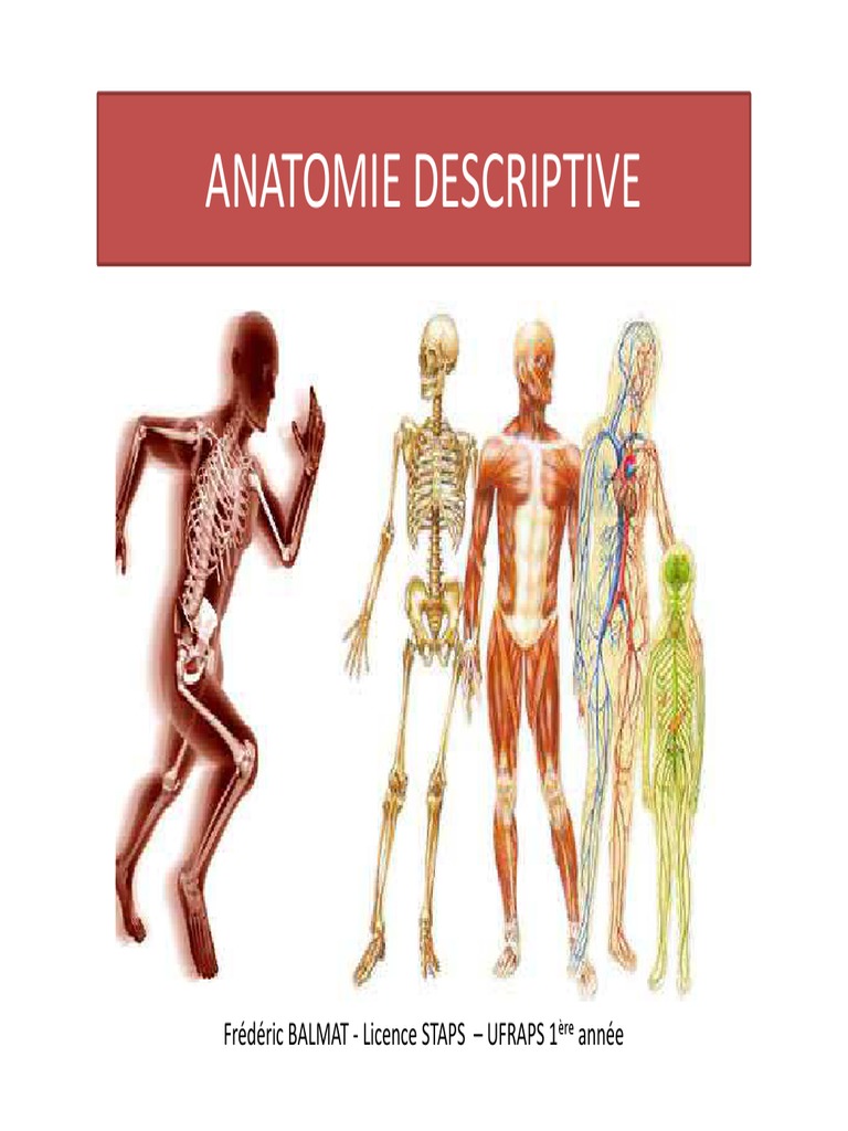 Anatomie STAPS : Bases et Systèmes | PDF | Articulation (anatomie ...