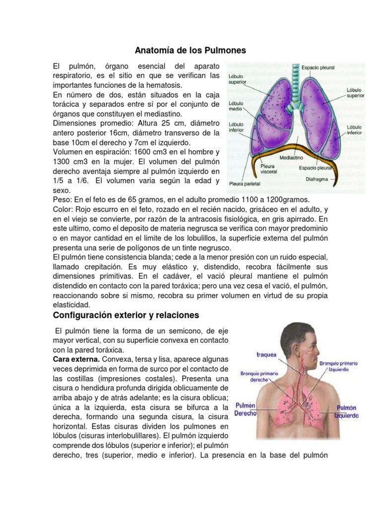 Anatomia de Los Pulmones | PDF | Corazón | Riñón