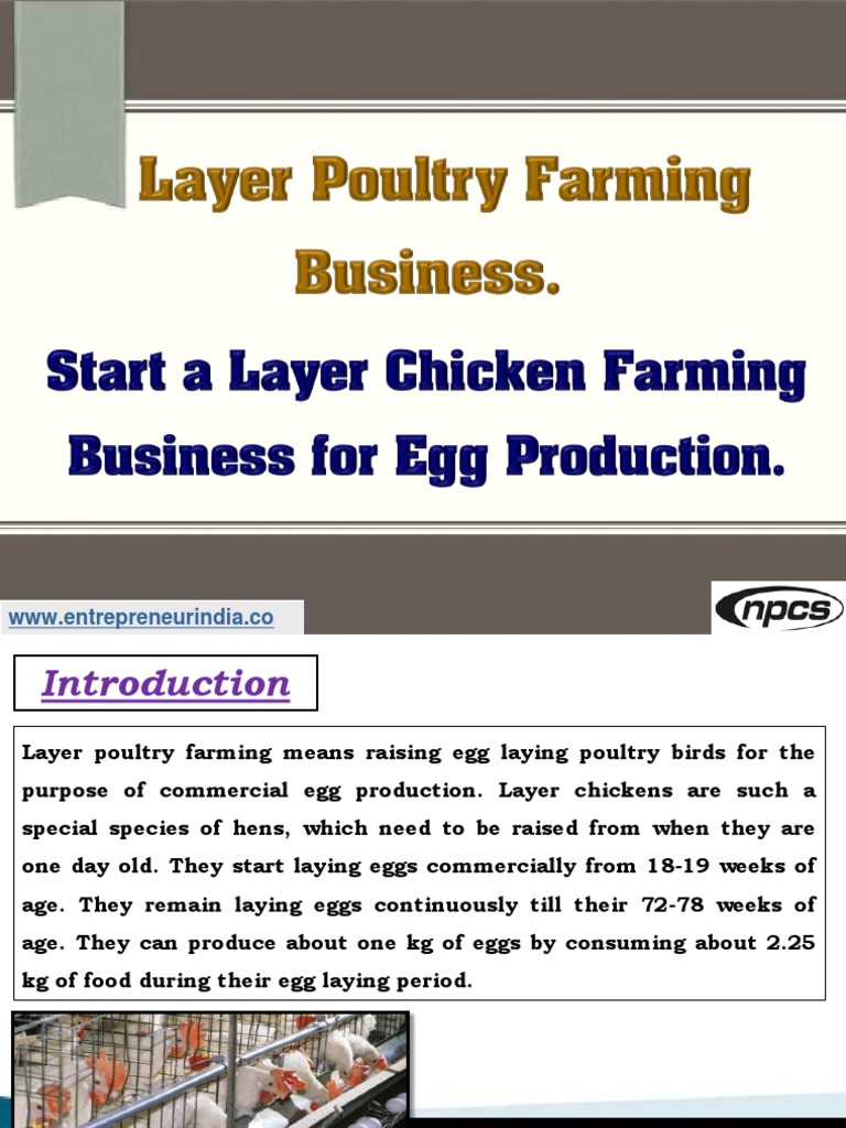 Layer Poultry Farming Business-965608 PDF | PDF