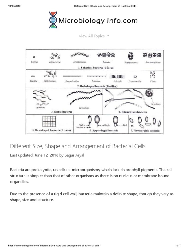 Different Size, Shape and Arrangement of Bacterial Cells | PDF ...