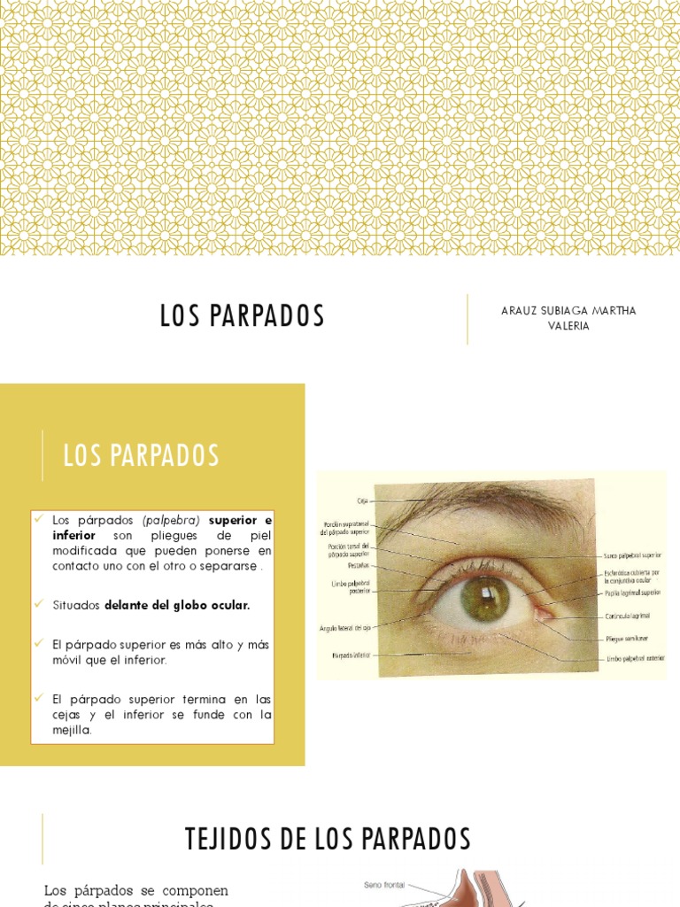 Anatomía y Función de los Párpados | PDF | Músculo | Piel