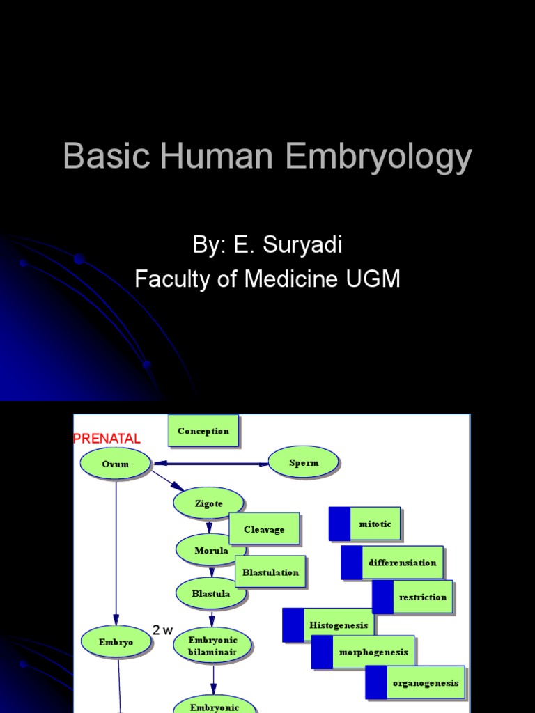 Basic of Human Embryology PDF | PDF | Implantation (Human Embryo) | Embryo