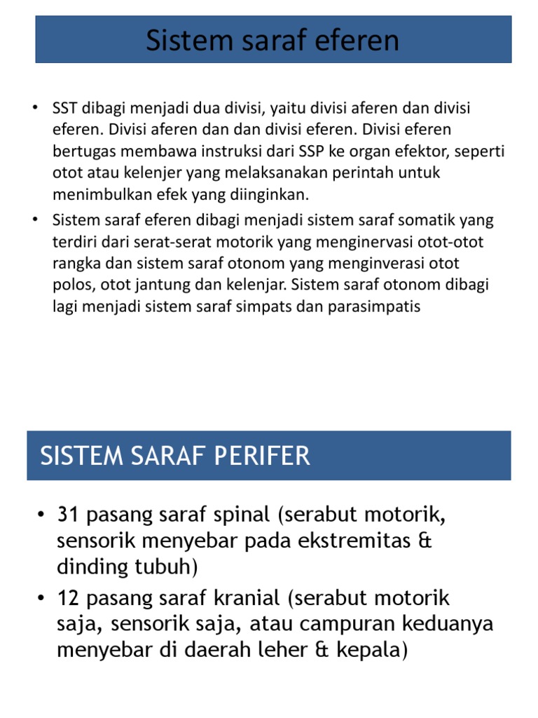 Sistem-Saraf Eferen | PDF