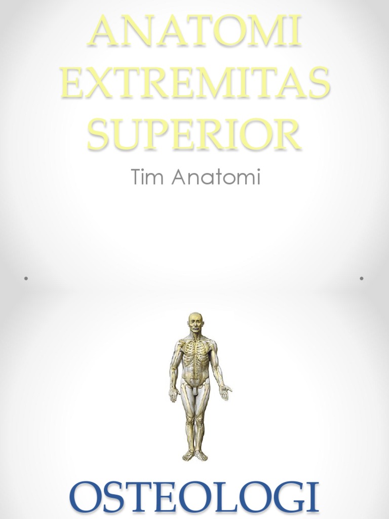 3.anatomi EXTREMITAS SUPERIOR | PDF | Human Leg | Limbs (Anatomy)