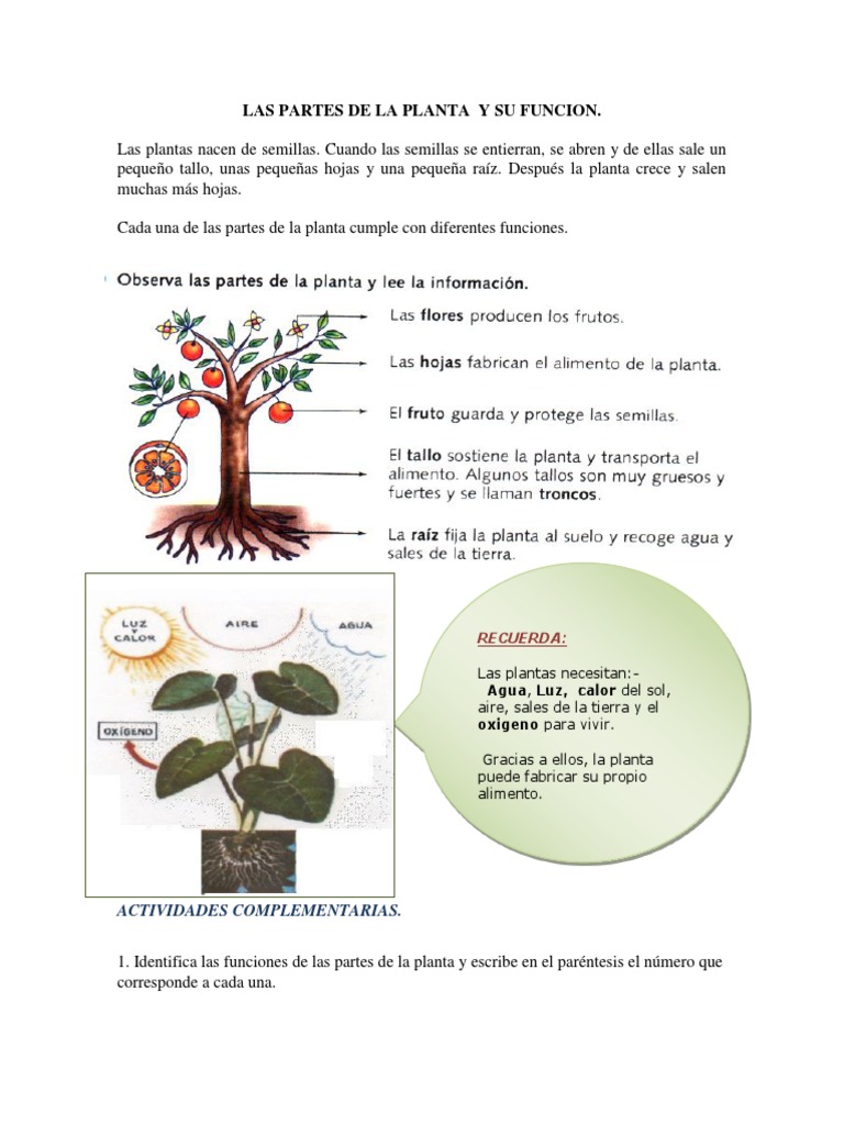 Las Partes de La Planta y Su Funcion | PDF