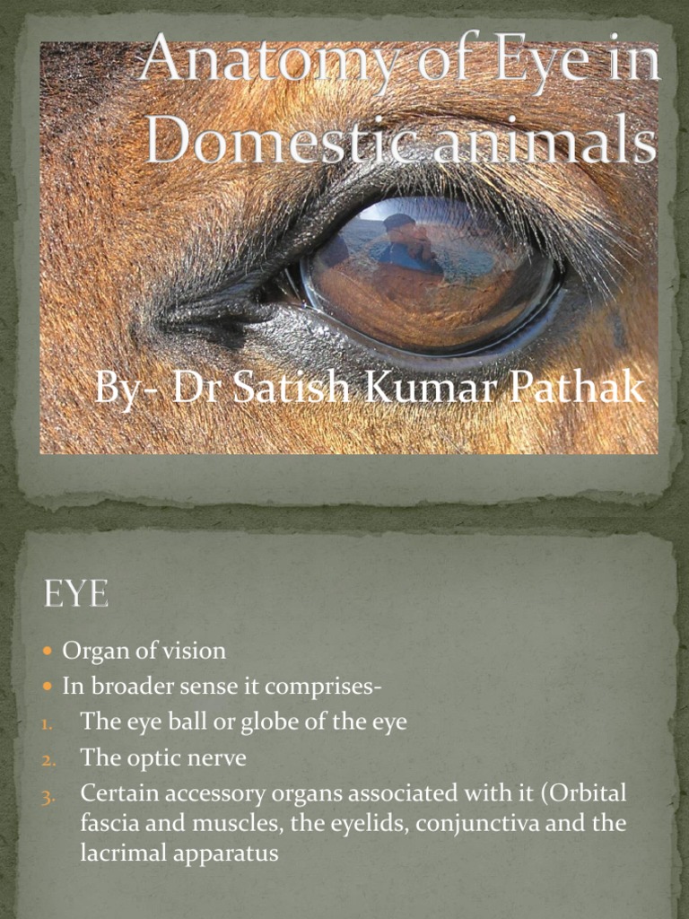 Anatomy of Eye in Domestic Animals | Download Free PDF | Retina | Human Eye