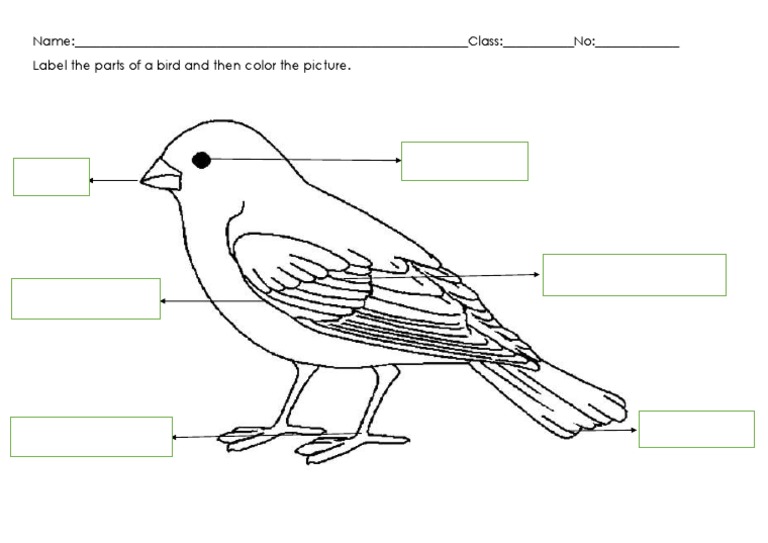 Parts of A Bird | PDF | Teaching Methods & Materials