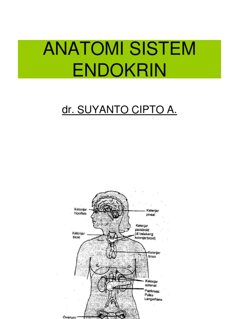 Anatomi Sistem Endokrin | PDF