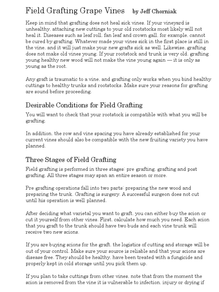 Field Grafting Grape Vines | PDF | Grafting | Plants