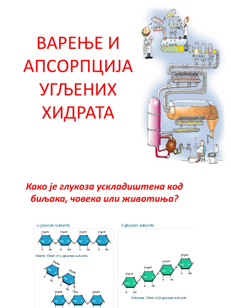 Varenje I Apsorpcija Ugljenih Hidrata | PDF
