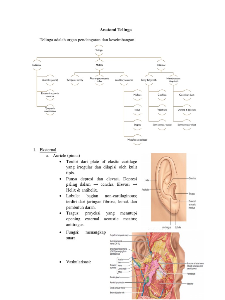 Anatomi Telinga | PDF