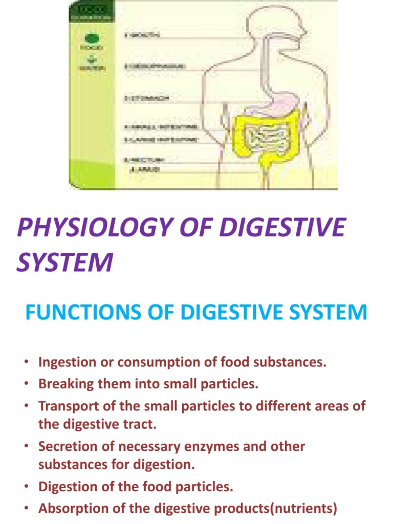 Digestive System Physiology | PDF | Digestion | Stomach