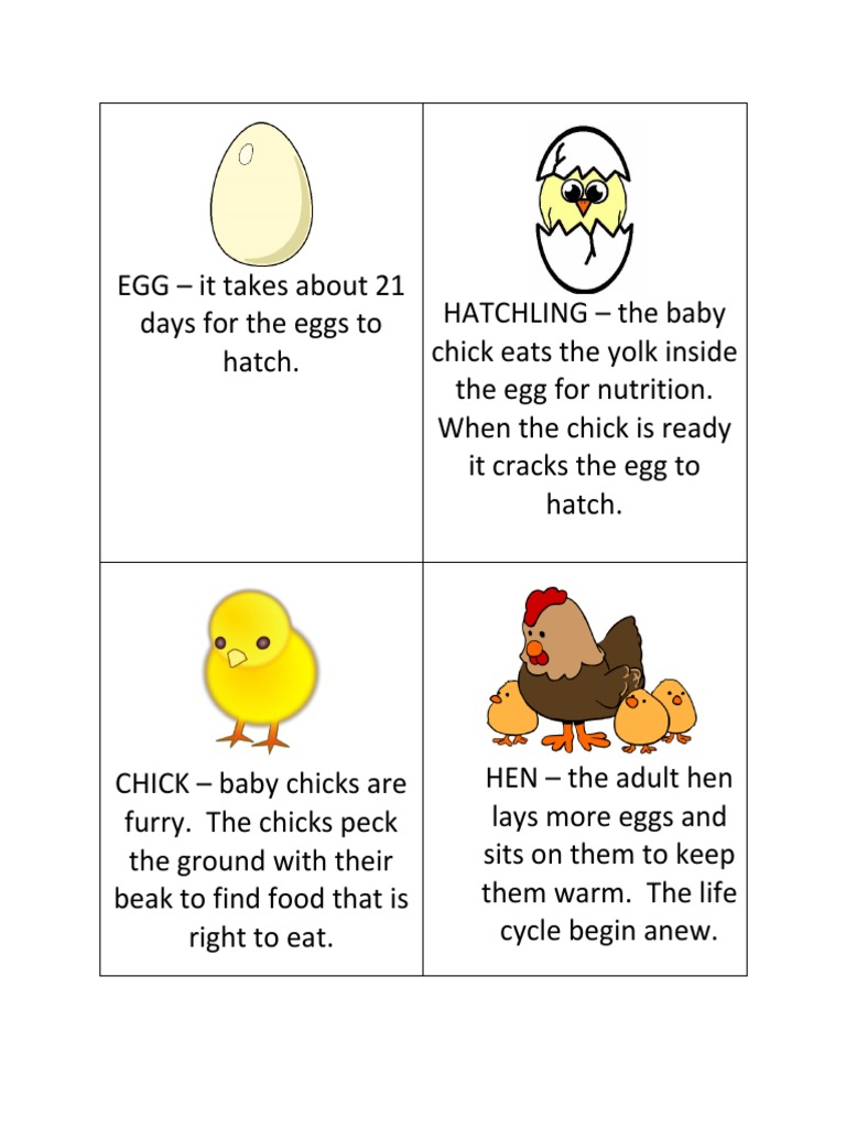 Chicken Life Cycle Cards PDF | PDF