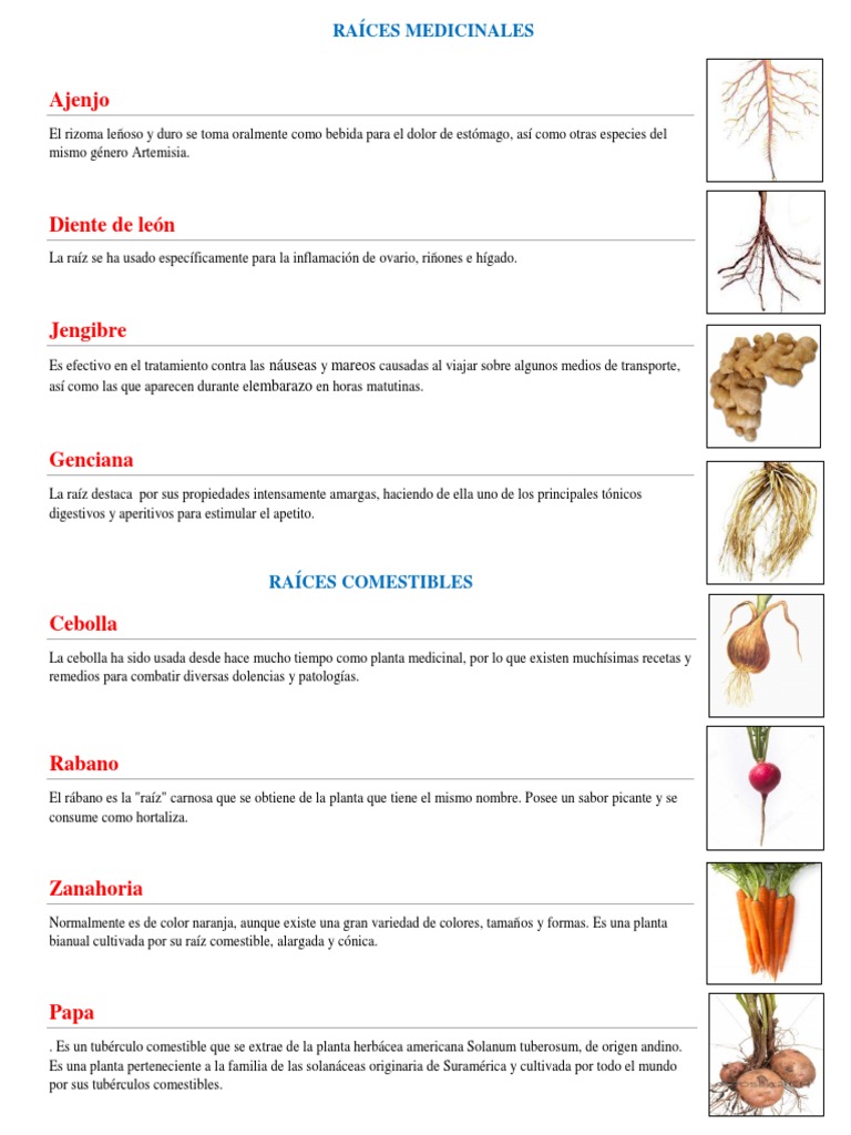 Raíces Medicinales y Comestibles | PDF