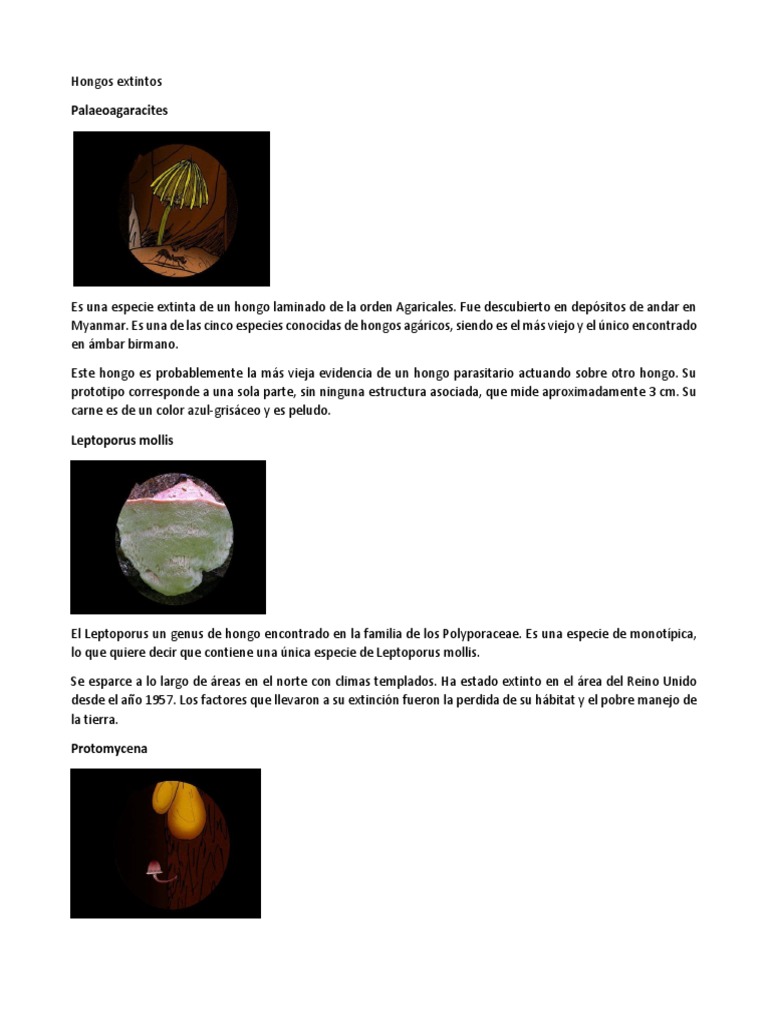 Hongos Extintos | PDF | Extinción | Ámbar