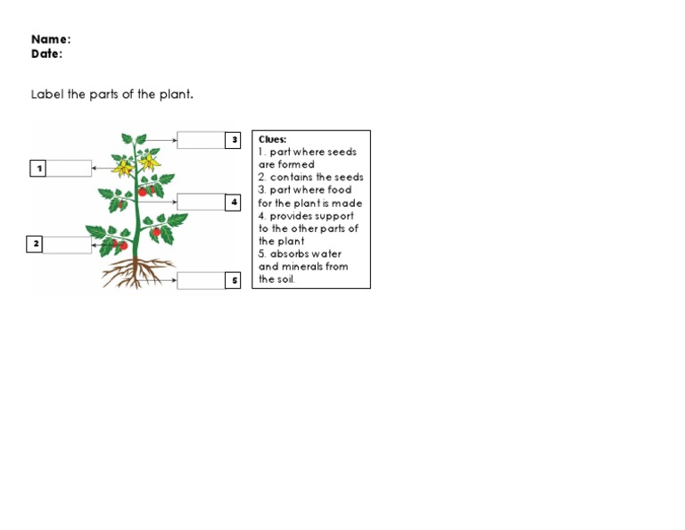 Parts of The Plant Quiz (Grade 2) | PDF