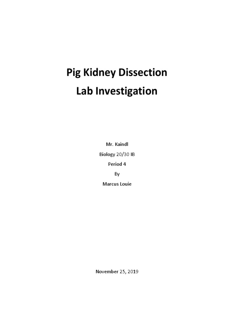 Pig Kidney Dissection | PDF | Kidney | Urinary System