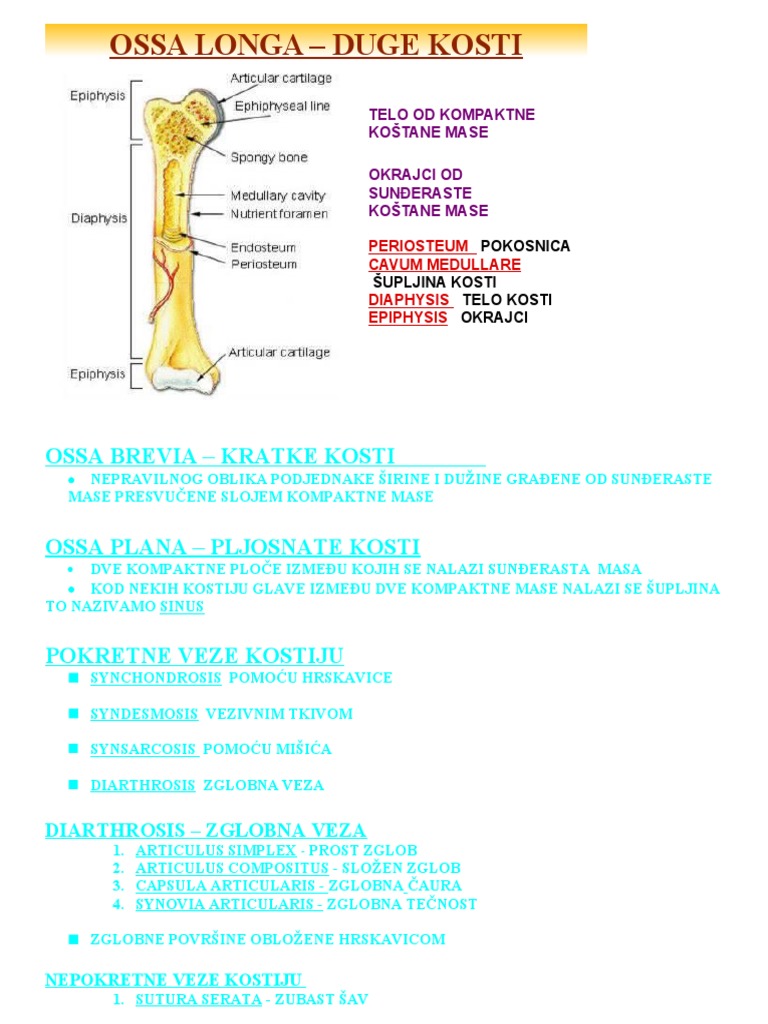 Ossa Longa - Duge Kosti | PDF
